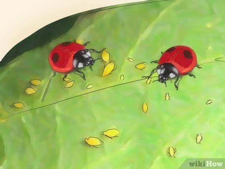 4 Ways To Get Rid Of Aphids WikiHow