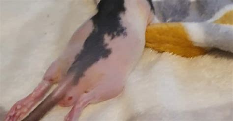 disabled rat progress album on imgur