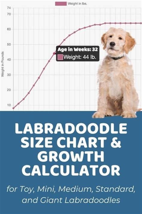 Australian Labradoodle Growth Chart Educational Chart Resources