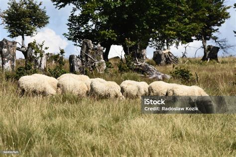 루마니아의 목초지에서 풀을 뜯는 양 떼 푸른 잔디가 있는 산악 목초지 양털을 젖을 짜고 털을 깎기 위해 무리를 계곡으로 몰아 넣습니다 0명에 대한 스톡 사진 및 기타 이미지