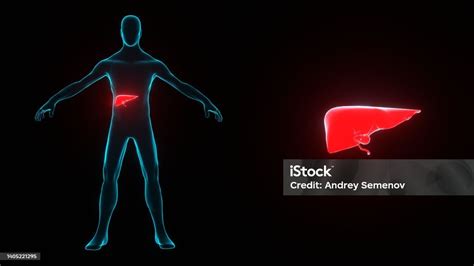 간 질환 홀로그램이있는 인체 검은 색 배경에 빨간색 장기가있는 인체의 투명한 3d 모델 3d 스캔에 대한 스톡 사진 및 기타 이미지 3d 스캔 3차원 초음파 3차원