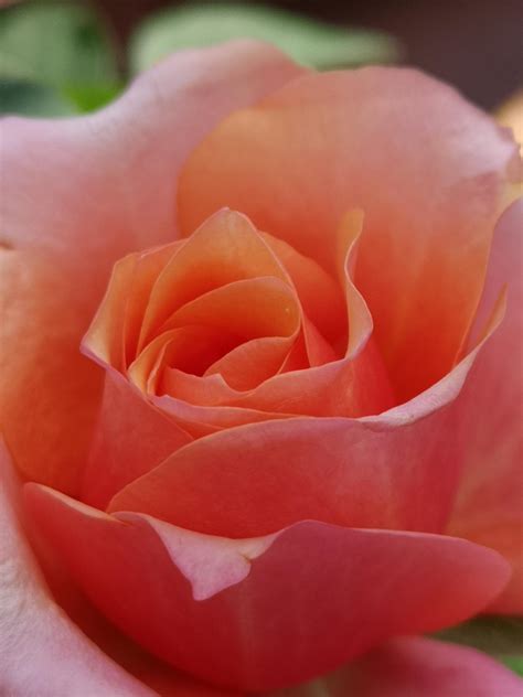 100 Kostenlose Fondos Romantic Und Romantic Bilder Pixabay