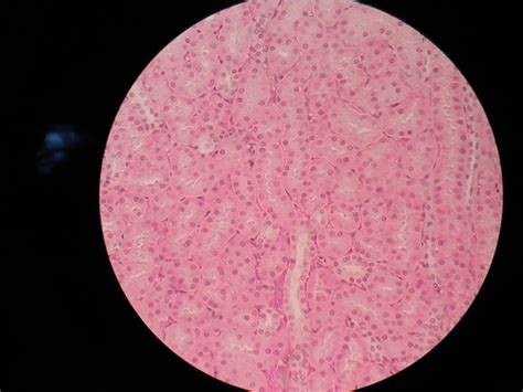 Tissue Lab Practical Flashcards Quizlet