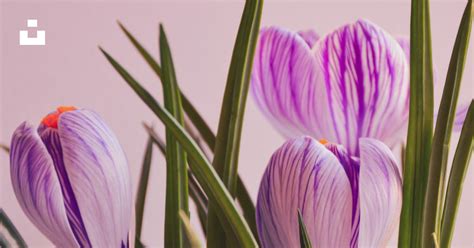 테이블 위에 놓인 보라색 꽃으로 가득 찬 꽃병 사진 Unsplash의 무료 꽃 이미지