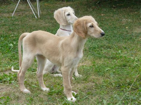 Are Bones Safe For Saluki Puppies