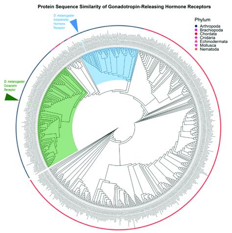 Akh Signaling Shares Homology With Gonadotropin Releasing Hormone
