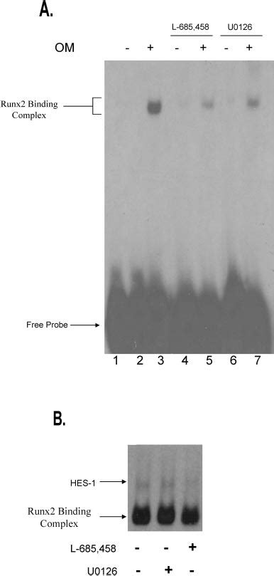 Osteogenic Induction Of C4 2b Cells Induces Osteoblastspecific Runx2 Download Scientific