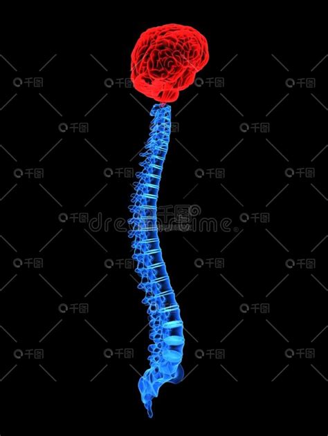 插图高清图片 三维脊椎和贝恩 三维脊椎和贝恩图片免费下载 5154534535 千图网pro
