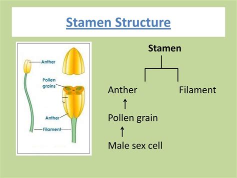 Flower Structure Li To Recall The Structure And Function Of The