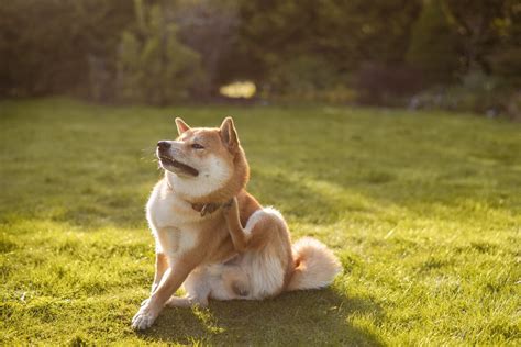 Is Your Dogs Itchy Skin A Sign Of Allergies Vetster