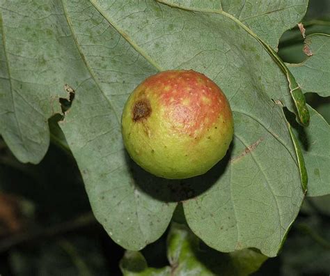 Quercus Robur Fagaceae Image 8918 At
