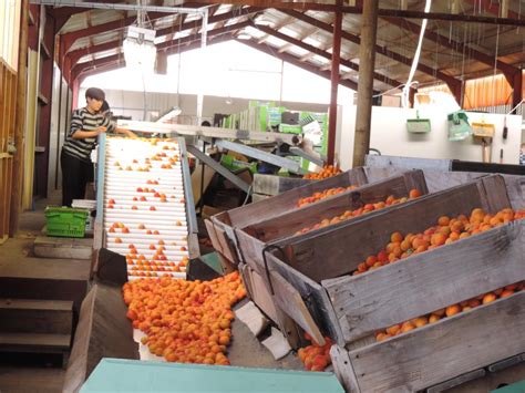 New Apricot Varieties Set For Launch In Summer Otago Daily Times