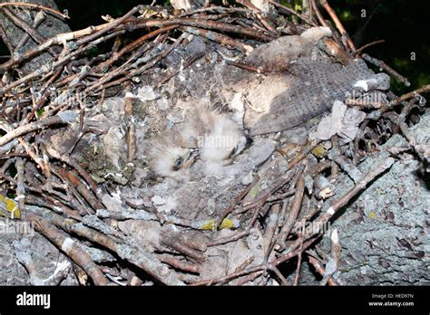 The Nest Of The Black Kite In Nature Milvus Migrans Russia The