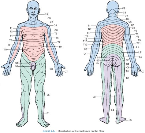 Nerve Supply To The Skin