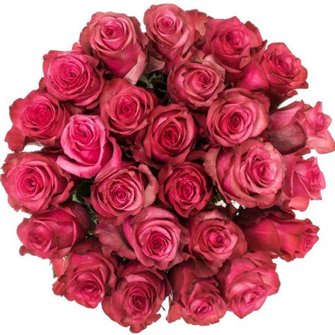 Rose Rosa Lola Ec 40cm Rosen Ecuador Heyl Blumengroßhandel Floristikgroßhandel