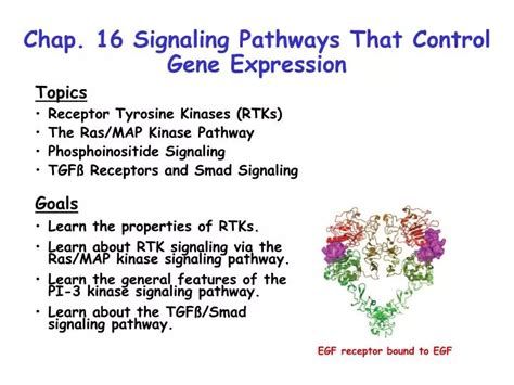 PPT Chap Signaling Pathways That Control Gene Expression PowerPoint Presentation ID