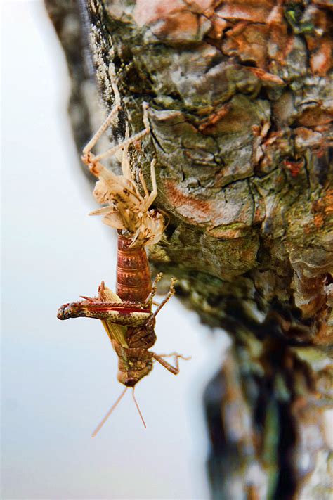 Grasshopper Molting Eleventwentysix