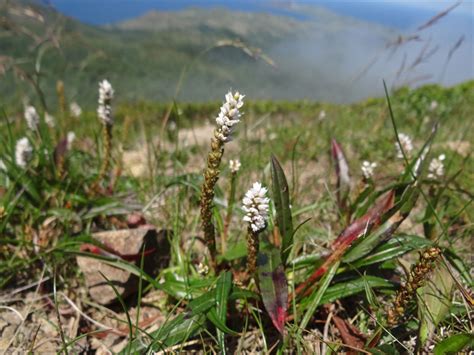 ムカゴトラノオ 礼文島植物図鑑