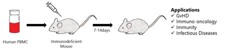 Pbmc Humanized Mice Advance Ards Research Today — Invivocue Leading