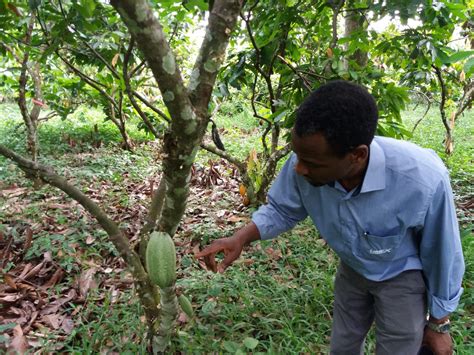 The Benefits Of Foliar Feeding For Cocoa Production Omex Agrifluids