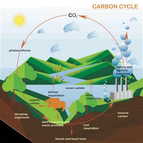Carbon Cycle Diagram