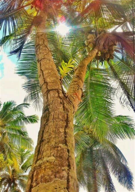 Bunga Ang Puno Ng Niyog