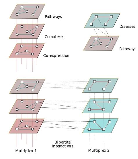 Multiverse A Multiplex And Multiplex Heterogeneous Network Embedding