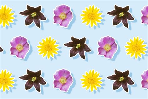 40 Stunning Native Oregon Flowers And Wildflowers Petal Republic