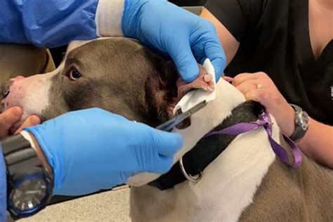 Ear Hematoma Canula Removal Vet In American Canyon American Canyon Veterinary Hospital