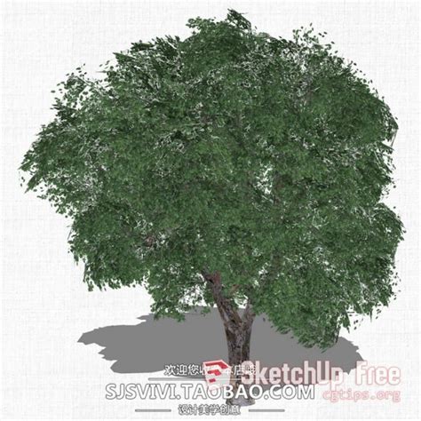 637 Tree Sketchup Model Free Download