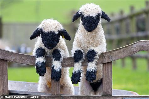 Black Faced Lamb