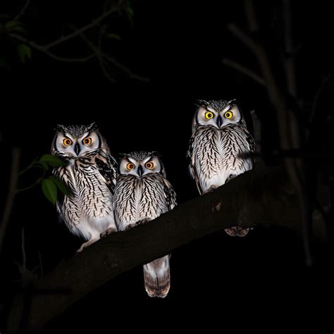 Three Owls Perched Silently On A Branch In The Dark Night Forest