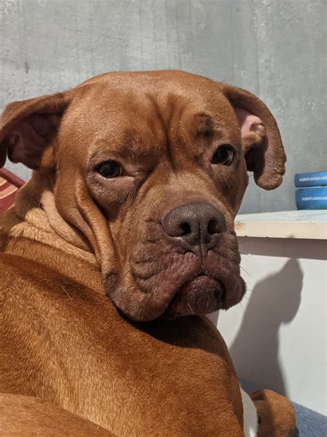 Маркус Вомбат Комбат On Twitter Спати лягай