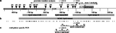 Promoter Region Of The Mlh1 Gene A Genomic Region Of Mlh1 And