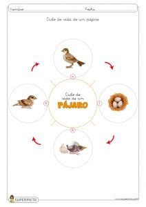 Ficha De Ciclo De Vida De Una Persona Para Colorear E Imprimir