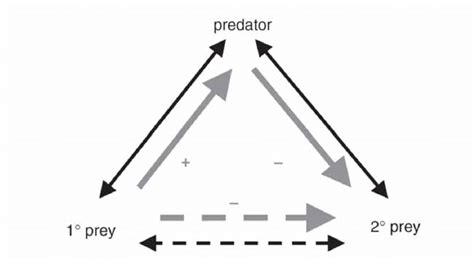 1 Food Web Schematic Depicting Direct Solid And Indirect Dashed Download Scientific
