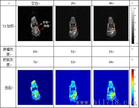 造影剂小鼠加权成像图片高清图细节图 上海泰纽电子科技有限公司 维库仪器仪表网