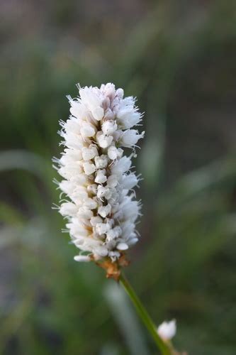 American Bistort Polygonum Bistortoides · Inaturalist