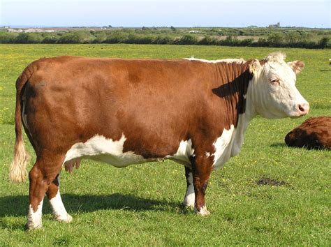 Brown Cow