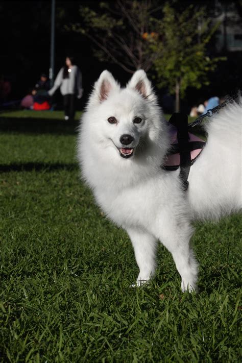 Online Pet Sitting Offers Flexible Working Choices The Citizen