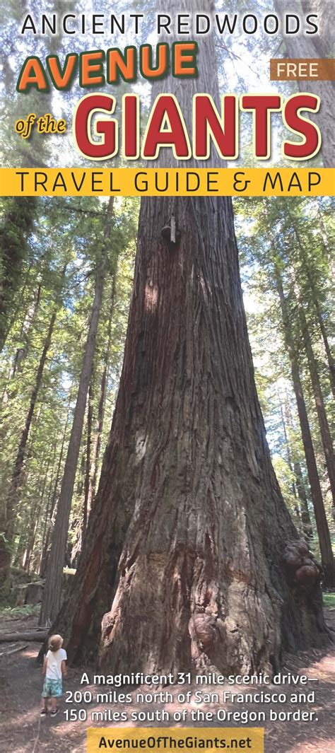 Ancient Redwoods Humboldt County Ca Avenue Of The Giants