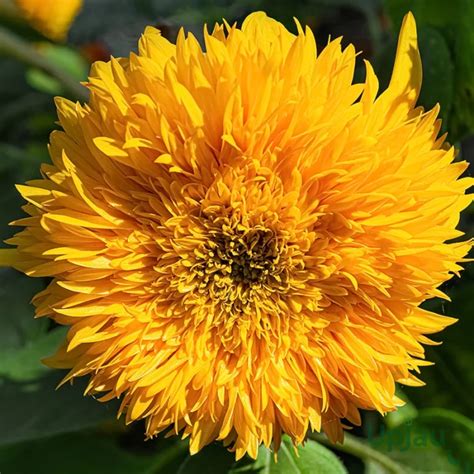 Sunflower Teddy Bear Helianthus Annuus Seeds Hybrid 20 Seeds Upjau