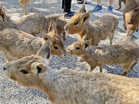 宜蘭三星鄉張美阿嬤農場可親近各式呆萌動物和體驗農場活動