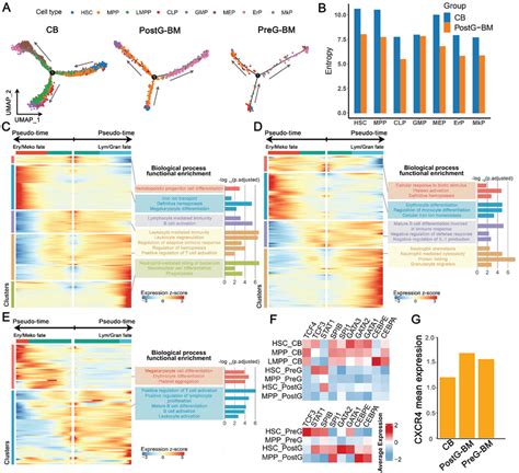 The Differentiation Features And Potential Of Hspcs In Cb Postg Bm Download Scientific