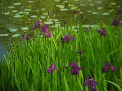 5月11日 誕生日の花花言葉歌句万葉歌 大伴家持晩年歌集 保存版