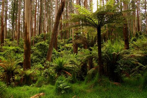 From Forest Floor To Canopy The Layers Of A Forest