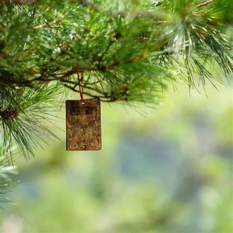 【天天微学习中心】探索自然之源——从植物文明到恐龙遗迹 生命 化石 地球