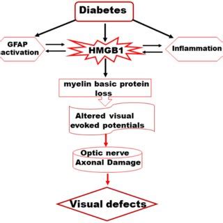 A Schematic Representation Depicting A Possible Mechanism Of