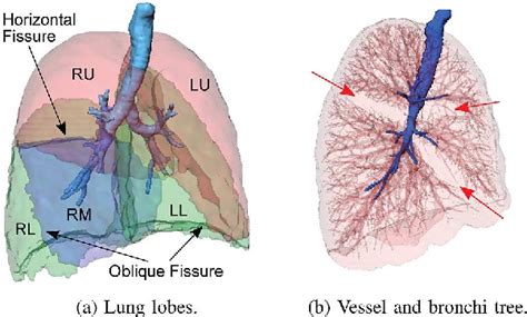Figure 1 From Automatic Segmentation Of The Pulmonary Lobes From Chest Ct Scans Based On