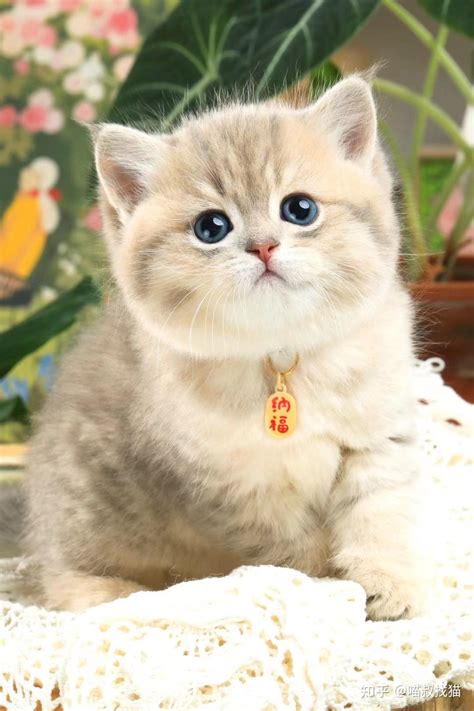 英短蓝金渐层猫多少钱蓝金渐层为什么贵 知乎